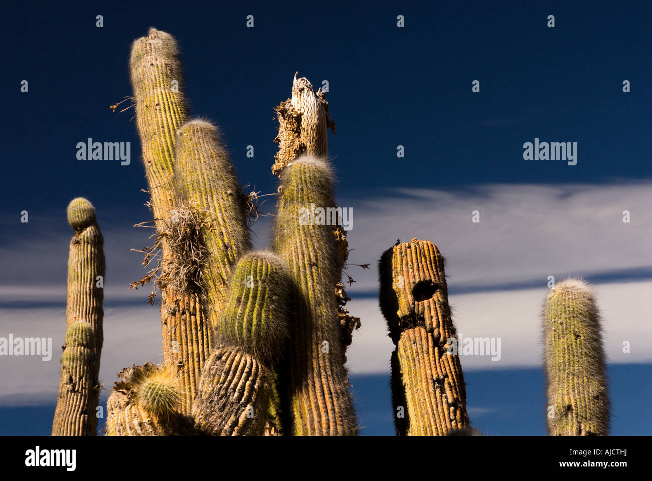Juella jujuy province argentina hi-res stock photography and images - Alamy