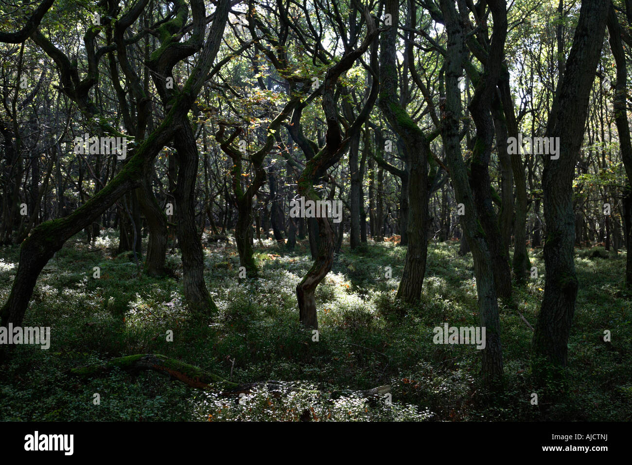 Twisted Oak Trees Wood Abinger Common near Friday Street Surrey England ...