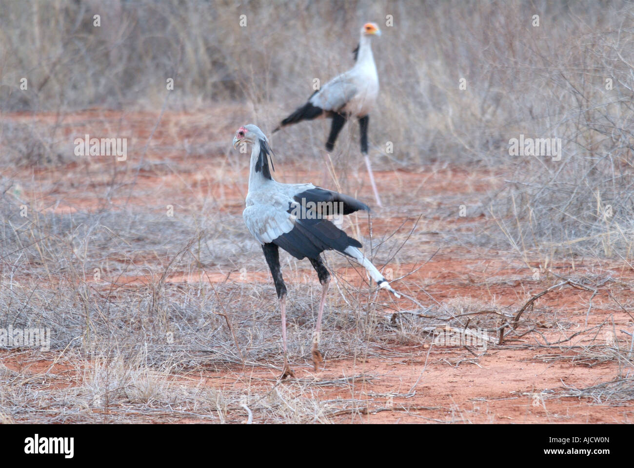 Bird birds raptor claws hi-res stock photography and images - Alamy