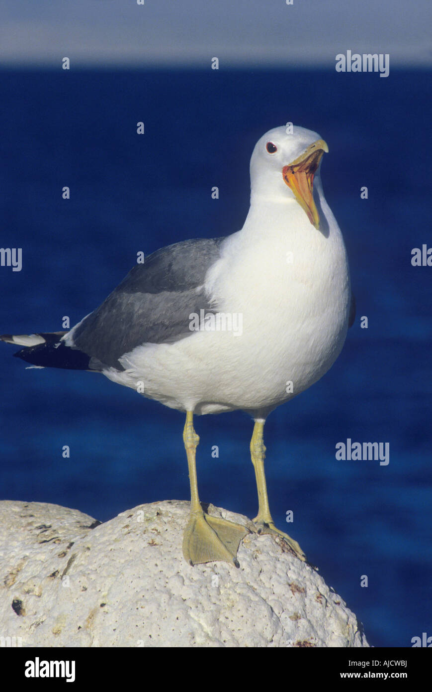California Gull (Larus californicus) Mono Lake, California Stock Photo ...
