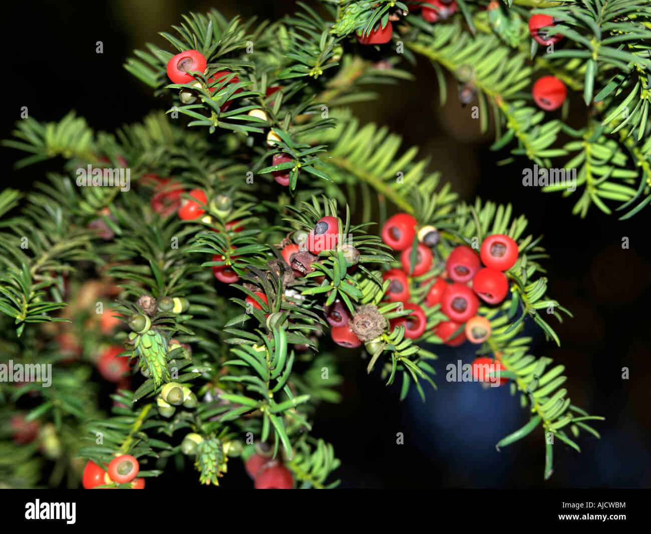 Yew tree berries hi-res stock photography and images - Alamy