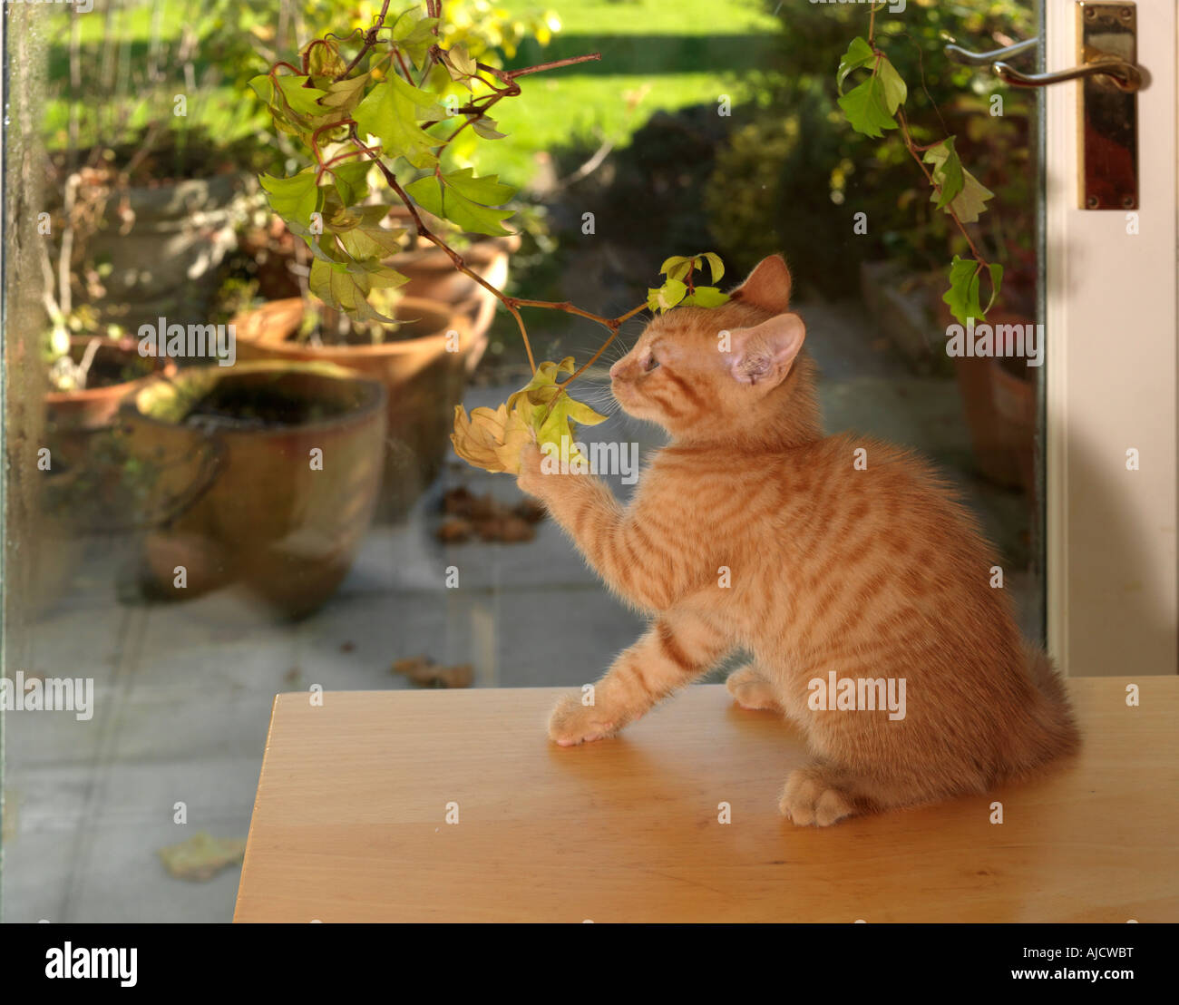 Five Week Old Ginger Kitten Playing with Grape ivy Stock Photo - Alamy