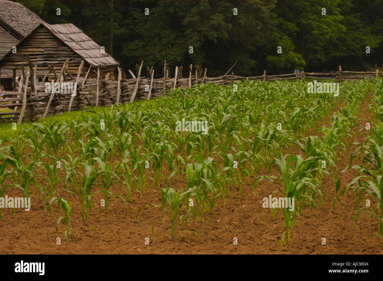 Corn field at the Mountain Farm Museum next to the Oconaluftee Visitor ...