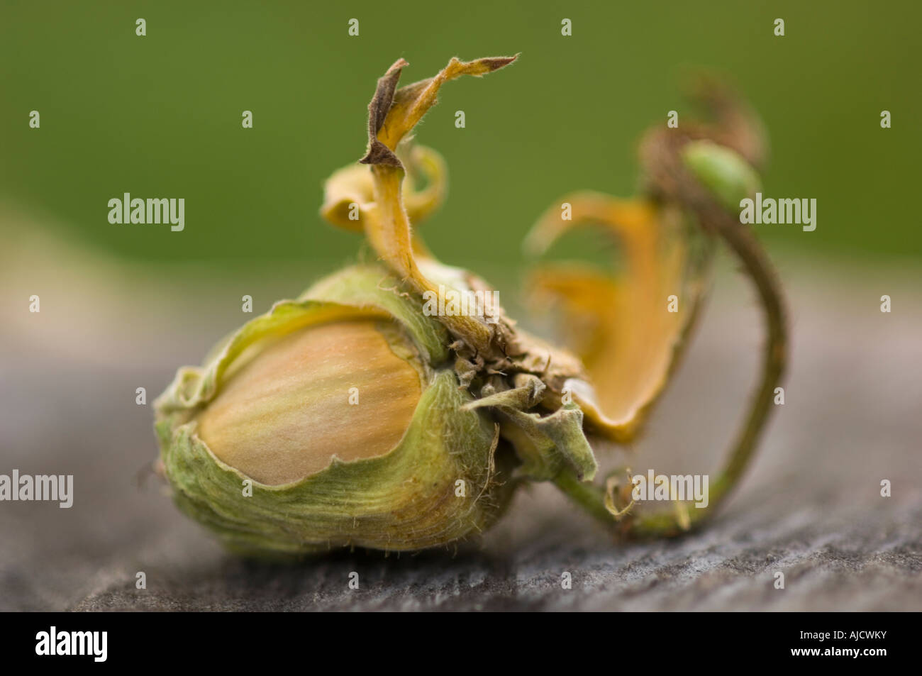 Close up single shell hi-res stock photography and images - Alamy