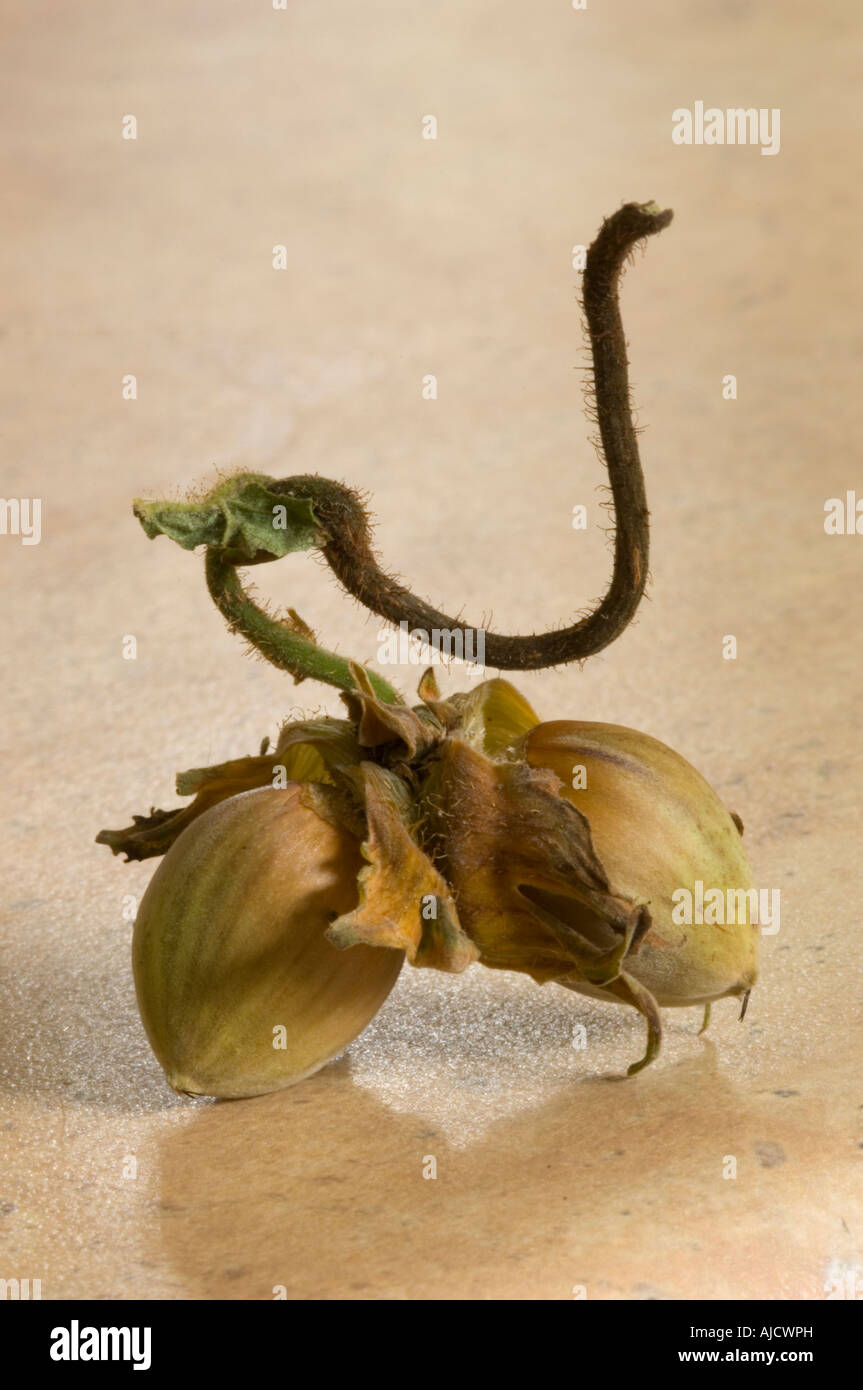 Two hazelnuts hi-res stock photography and images - Alamy