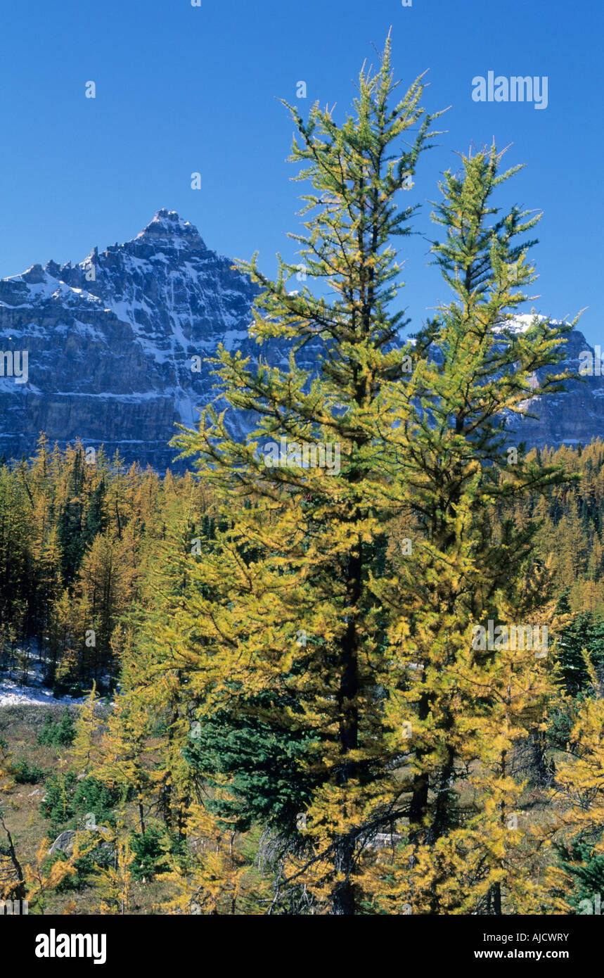 Larch Trees Banff Stock Photos & Larch Trees Banff Stock Images - Alamy