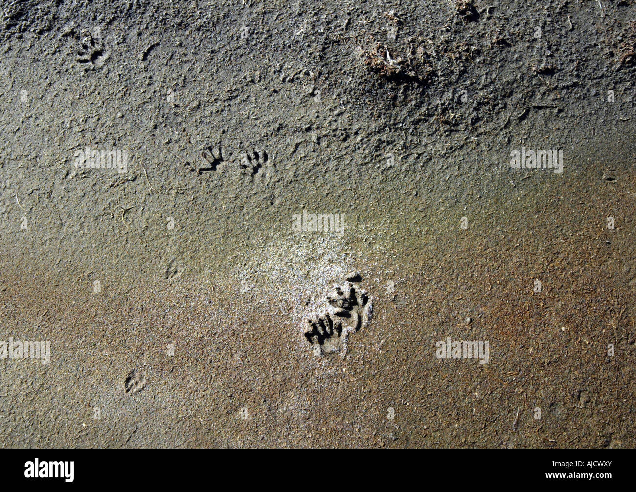 Feet and tail prints hi-res stock photography and images - Alamy