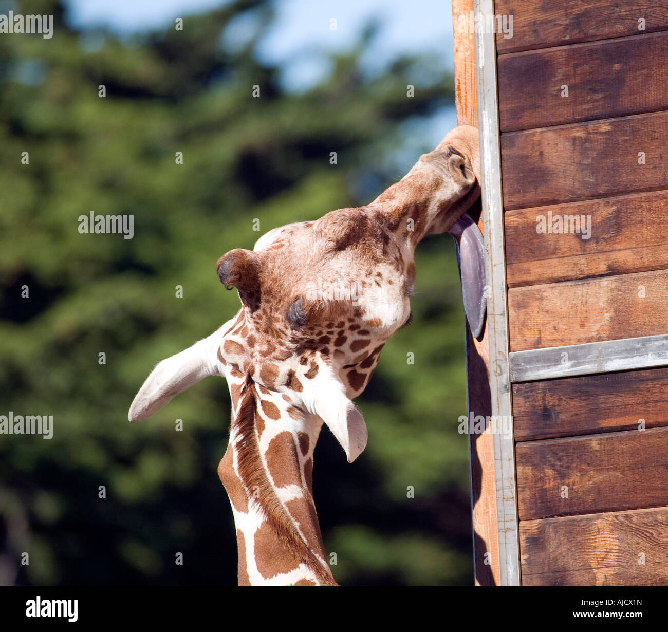 Giraffe licking building Stock Photo - Alamy