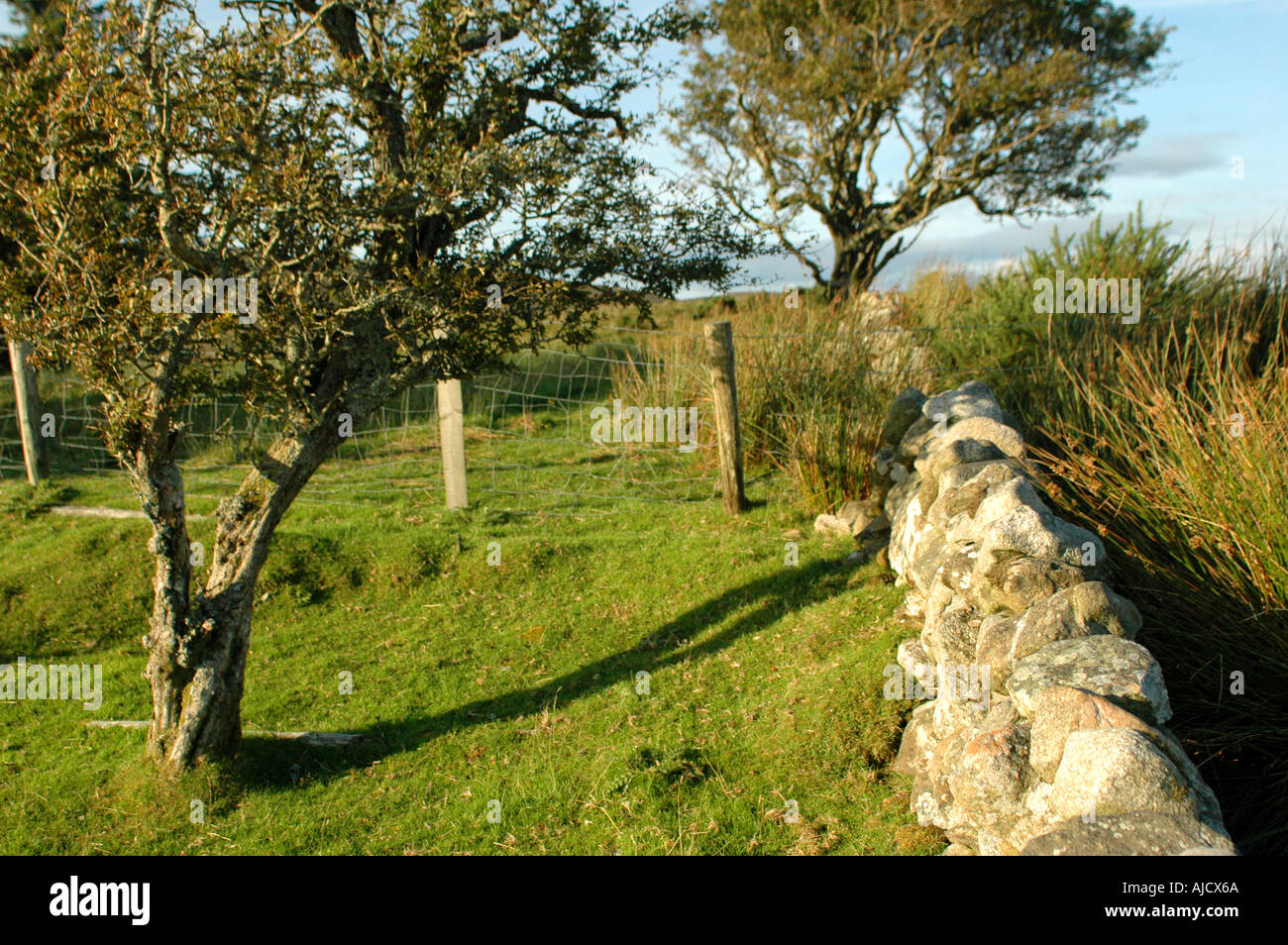 Green farming paddock with dry stone wall and tree Connemara Ireland ...