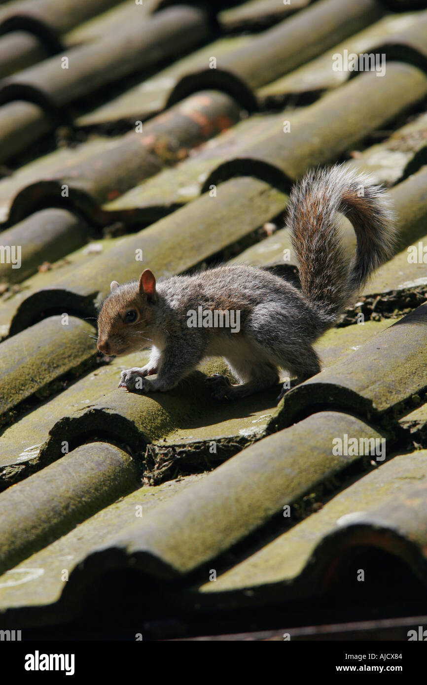 Sciurus caroliniensis hi-res stock photography and images - Alamy