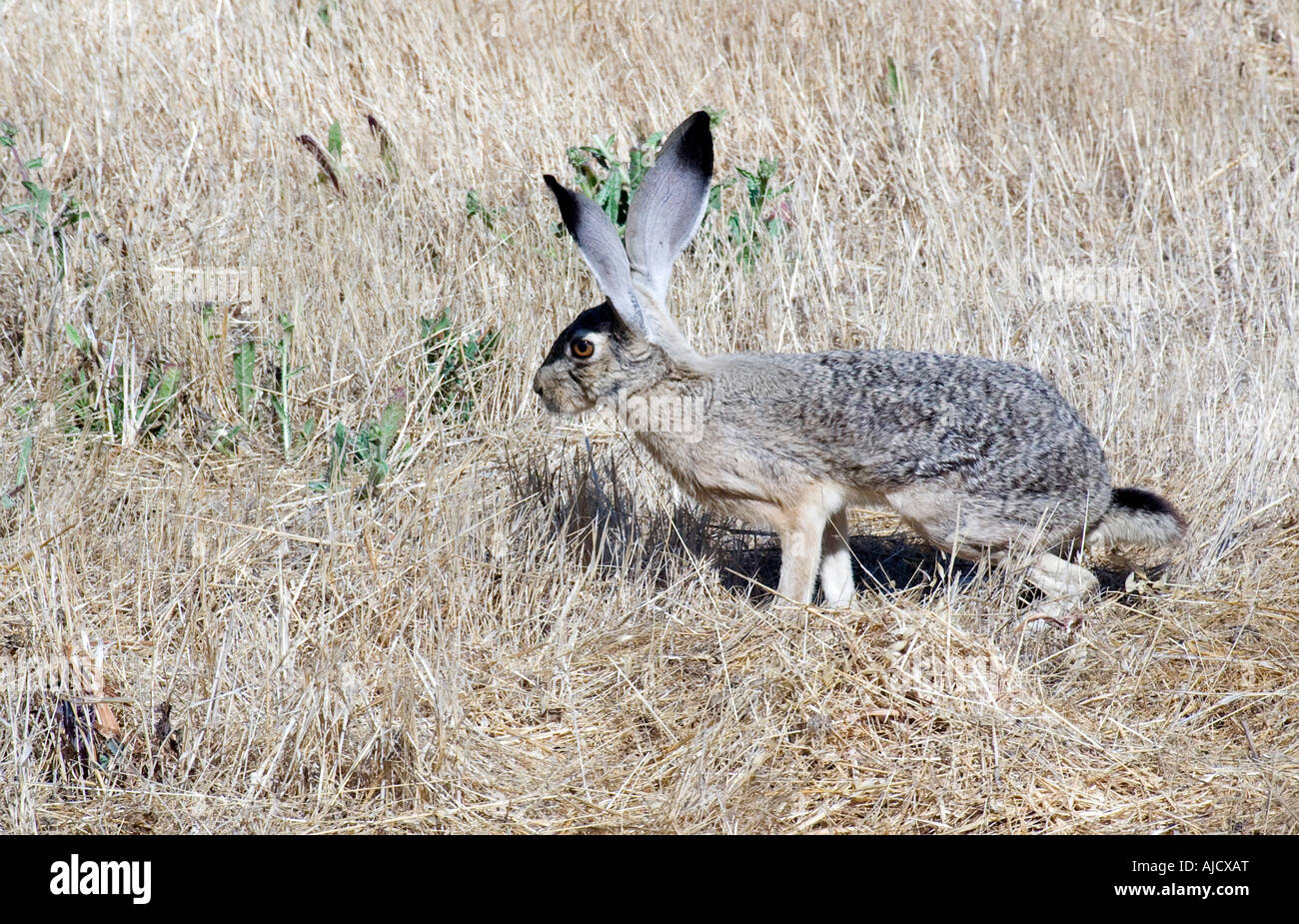 American rabbit hi-res stock photography and images - Alamy