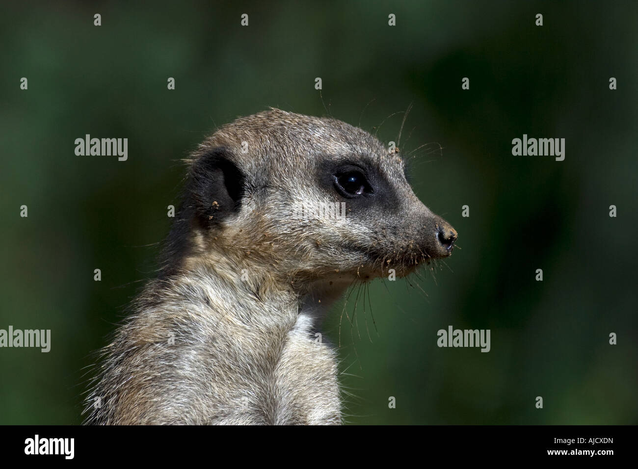 Dirty Meerkat High Resolution Stock Photography and Images - Alamy