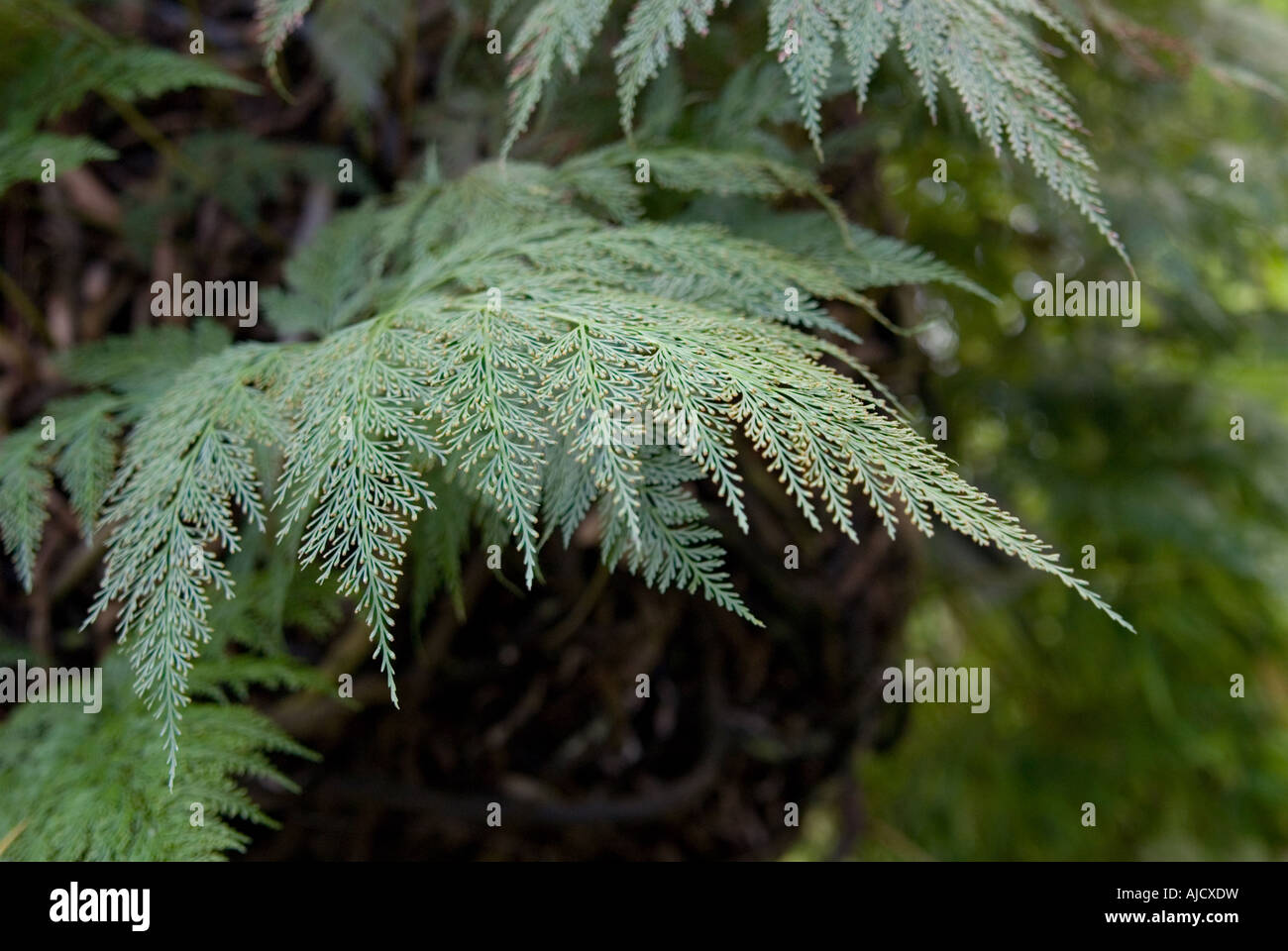 Taper pointed leaves hi-res stock photography and images - Alamy