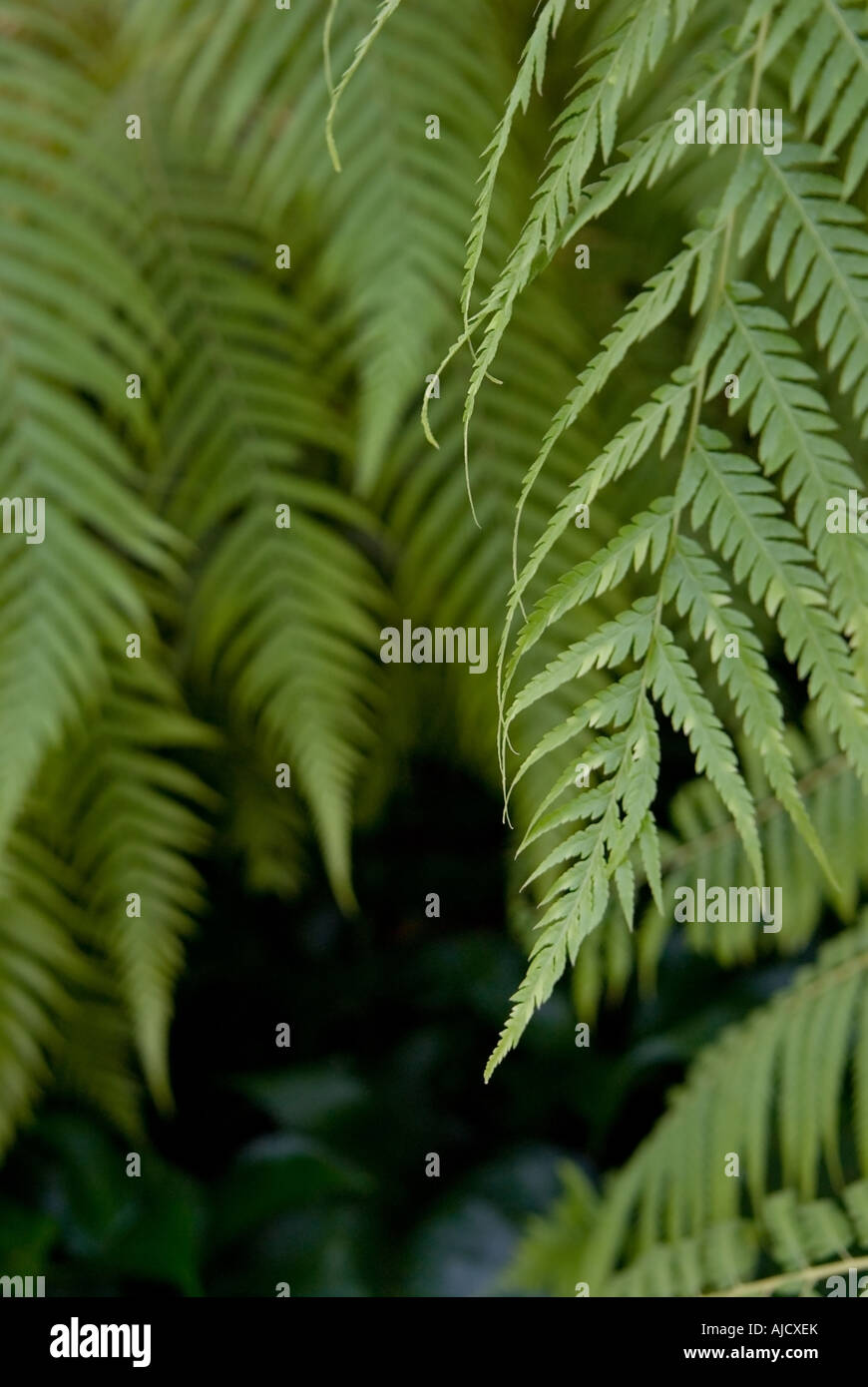 Hanging Leafy Green Fern Fronds Stock Photo - Alamy