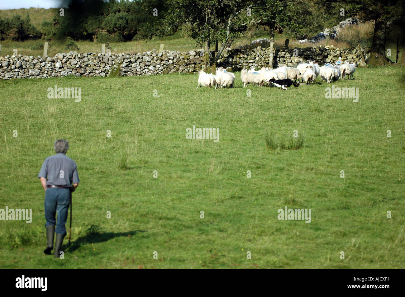 Sheepdog sheep hi-res stock photography and images - Alamy
