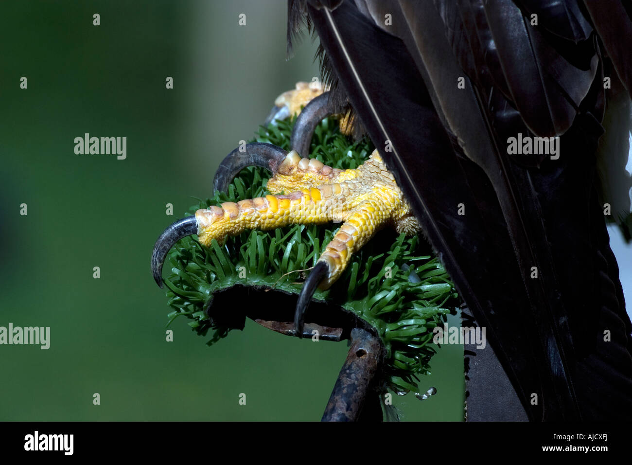 Bald Eagle talons Stock Photo - Alamy