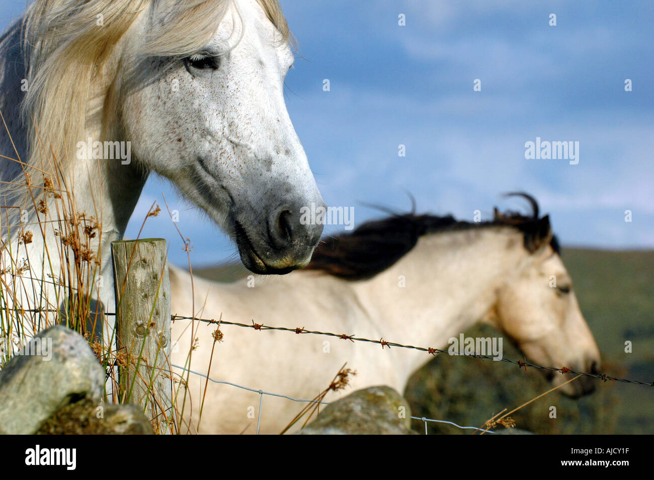 Two Connemara ponies farming countryside in Connemara Galway Irleand ...