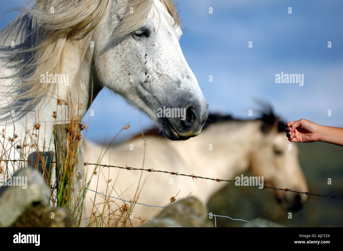Two Connemara ponies farming countryside in Connemara Galway Irleand ...