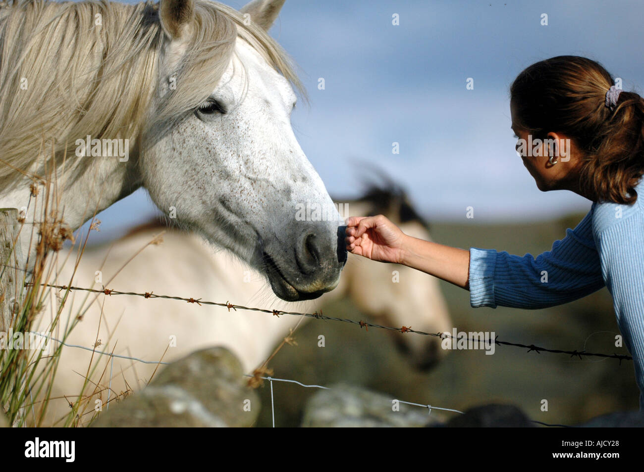 Horse reaching for grass hi-res stock photography and images - Alamy