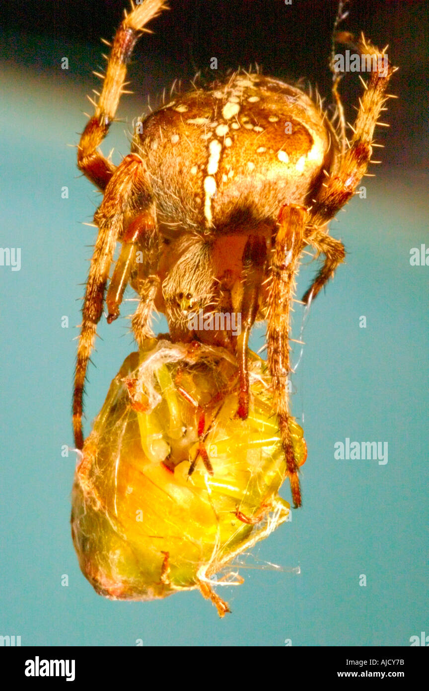 Spider eating a beetle Stock Photo - Alamy