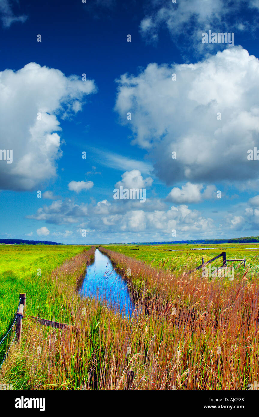 Fenland reeds hi-res stock photography and images - Alamy