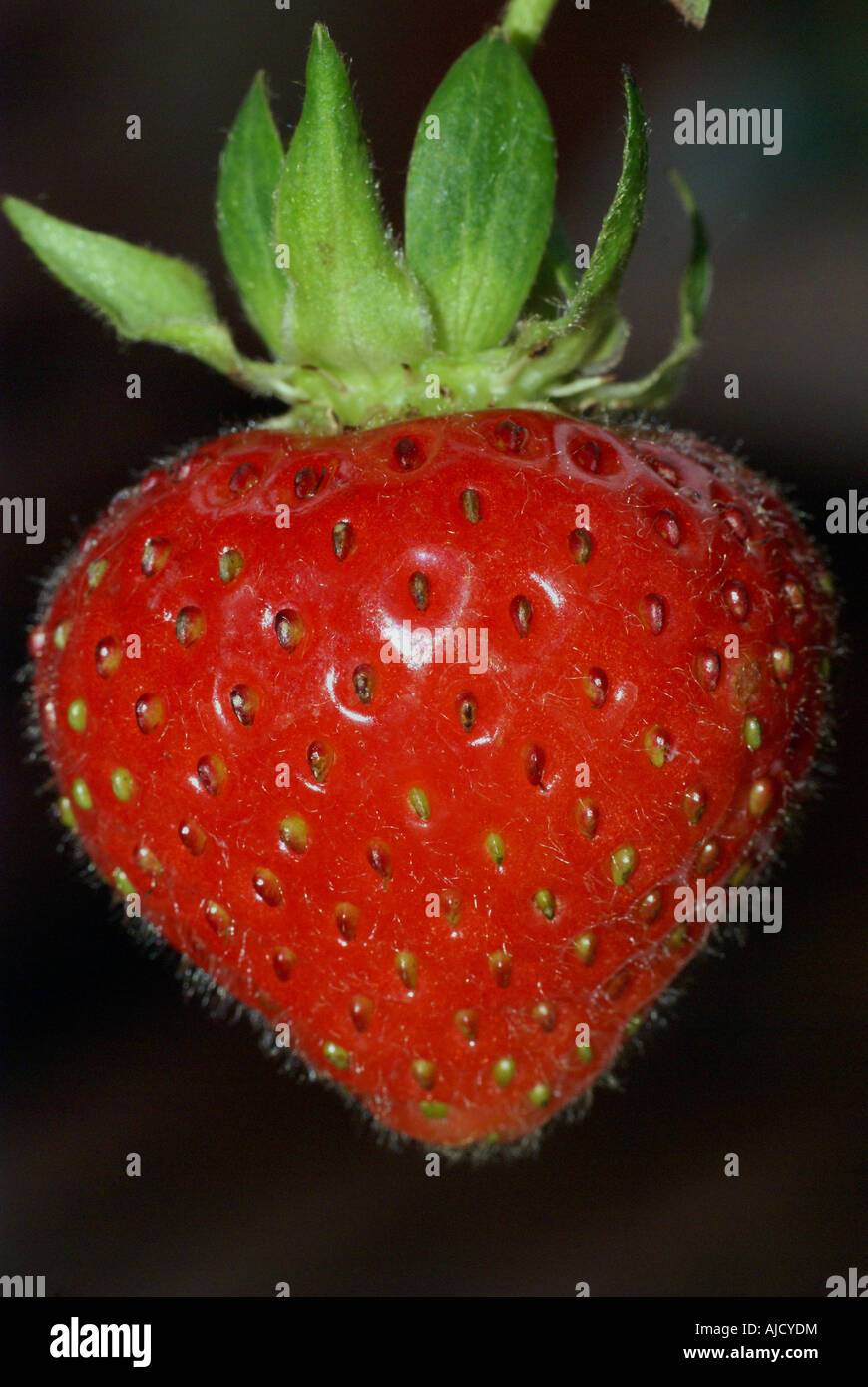 English strawberry hi-res stock photography and images - Alamy