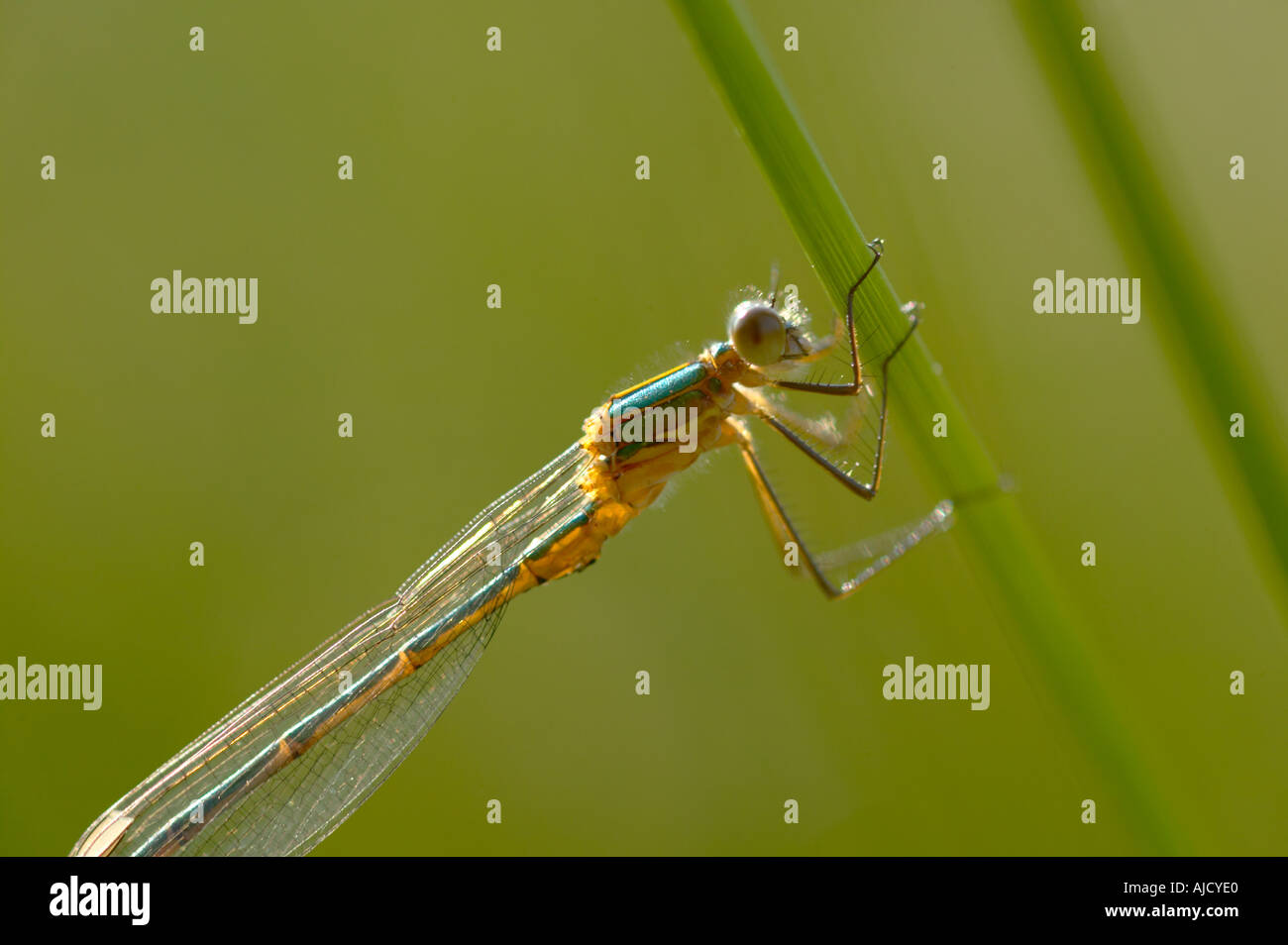 Habitat damselfly hi-res stock photography and images - Alamy