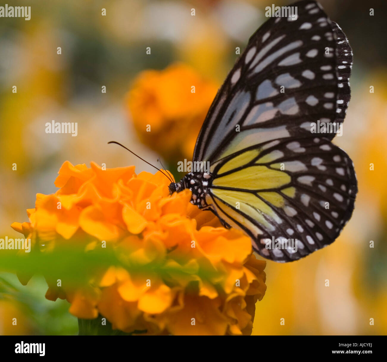 Butterfly landing on flower at Cameraon Highland Stock Photo - Alamy