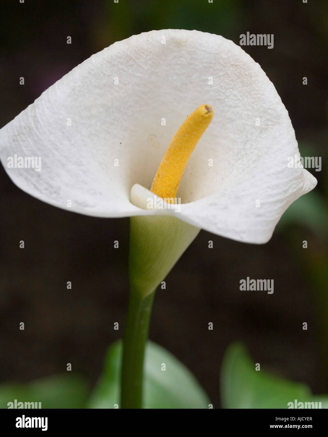 White and yellow cup flower Stock Photo - Alamy