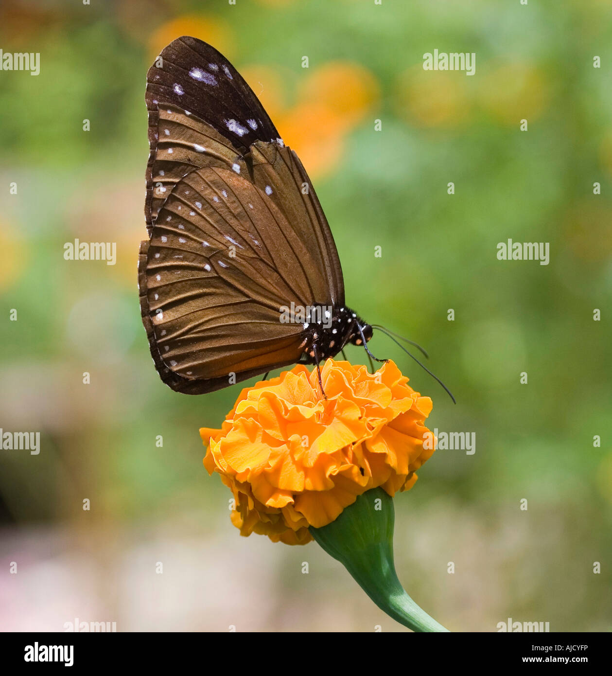 butterfly landing on orange flower Stock Photo - Alamy