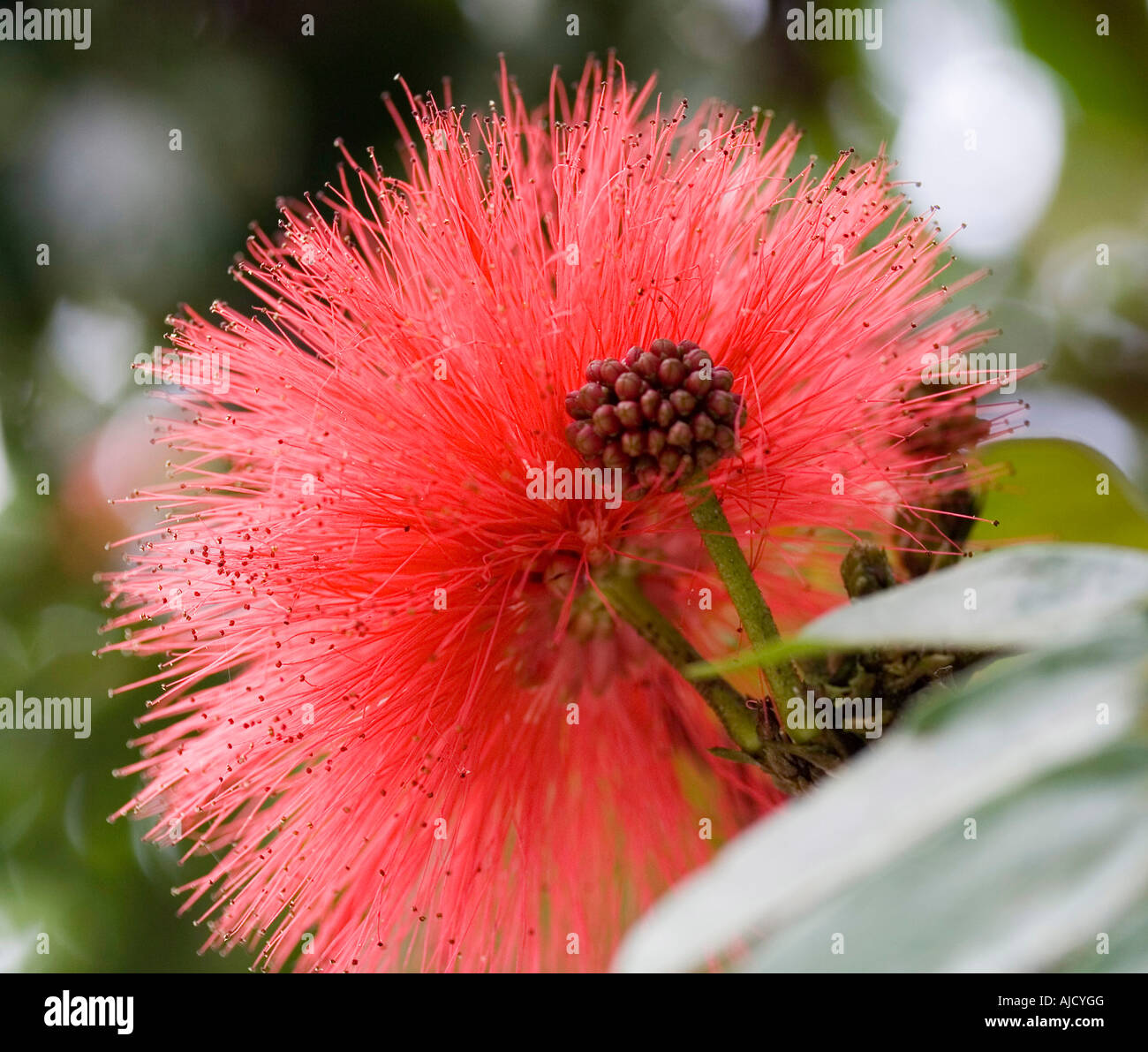 Red round shape hi-res stock photography and images - Alamy