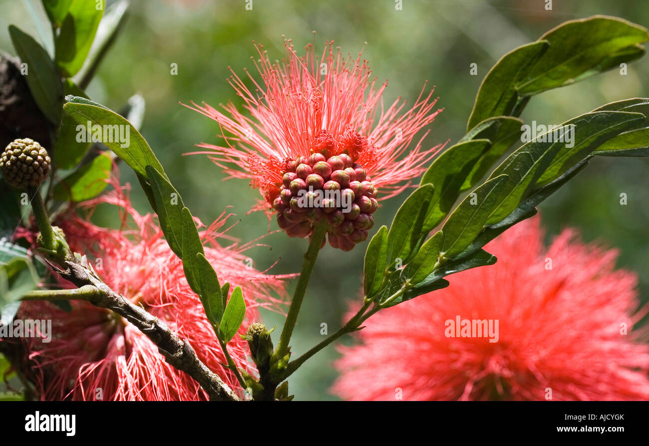 Beautiful red round shape flower Stock Photo - Alamy