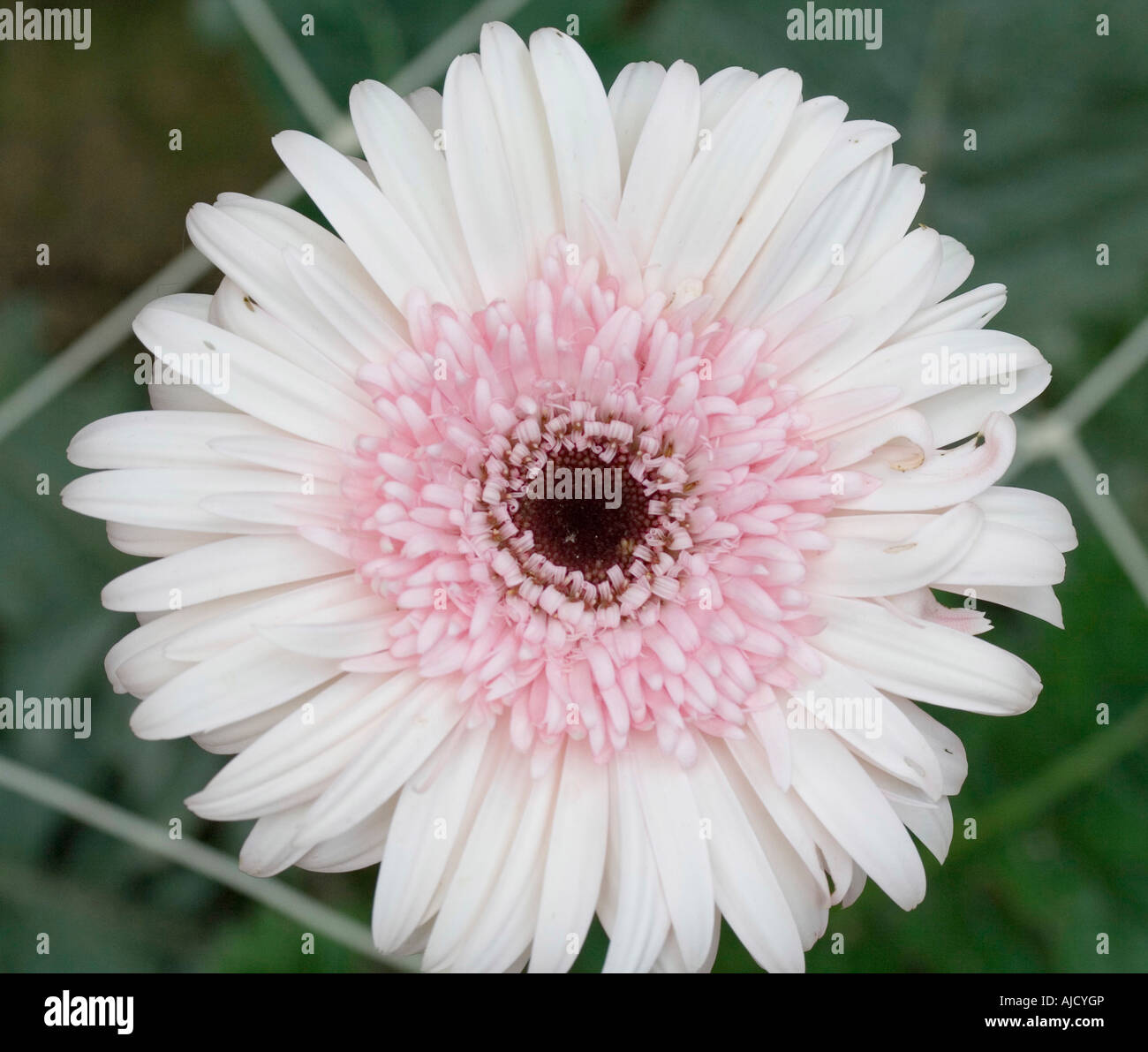 Top view of a flower Stock Photo - Alamy