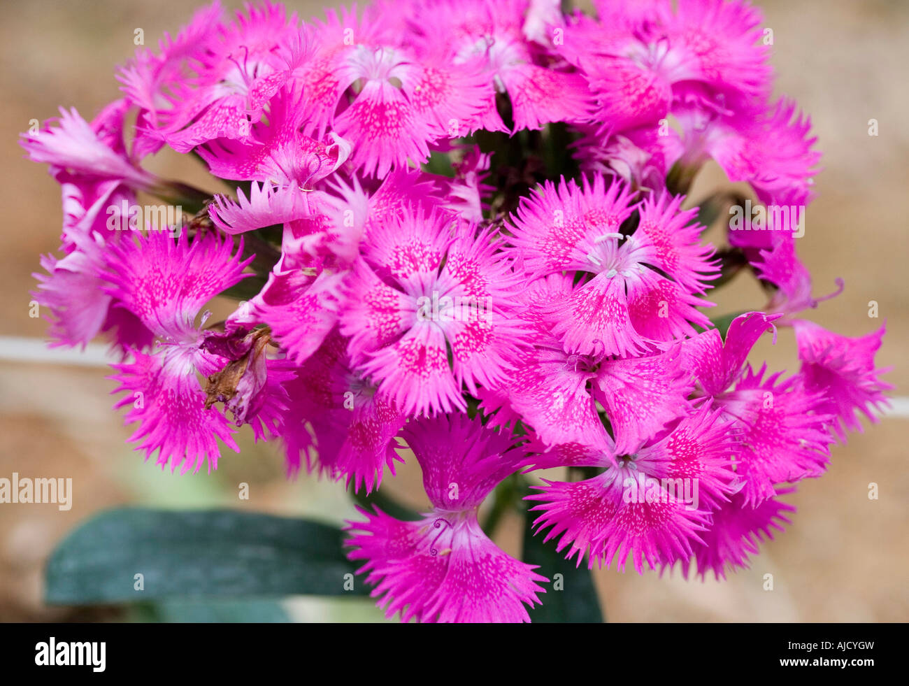 close up of red flower Stock Photo - Alamy