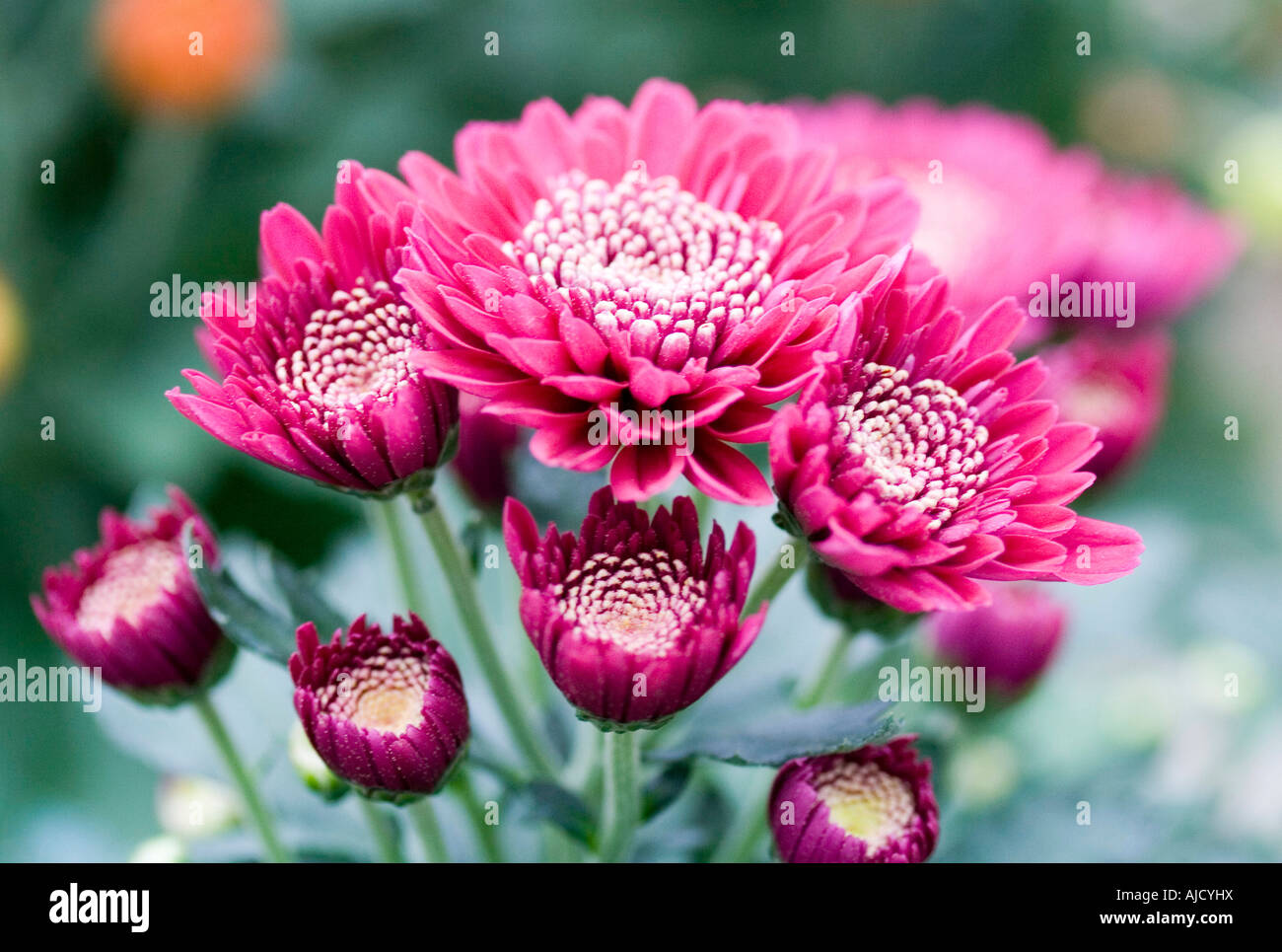 a bunch of red flower Stock Photo - Alamy