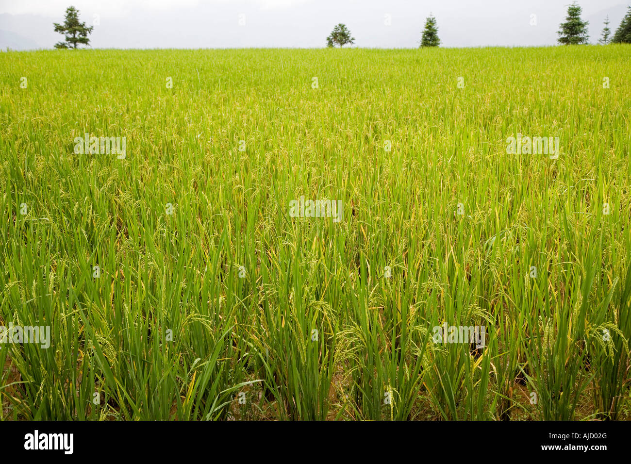 endless rice fields on the horizon Guilin China Stock Photo - Alamy