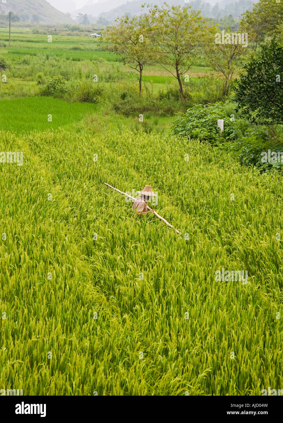 farmer disappearing into his rice Guilin China Stock Photo - Alamy