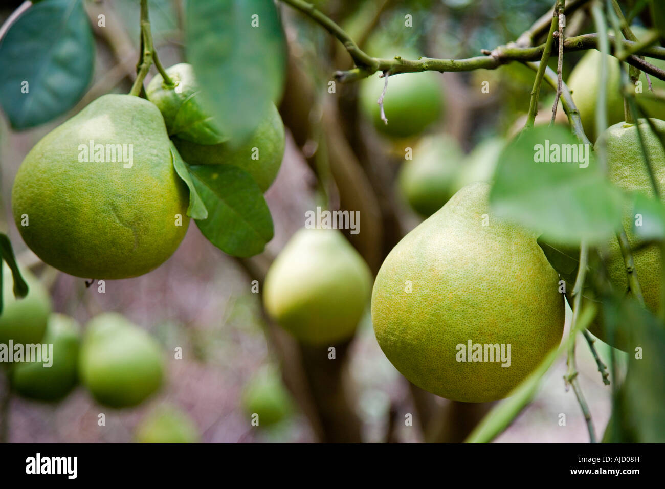 Pomelo fruit trees hi-res stock photography and images - Alamy