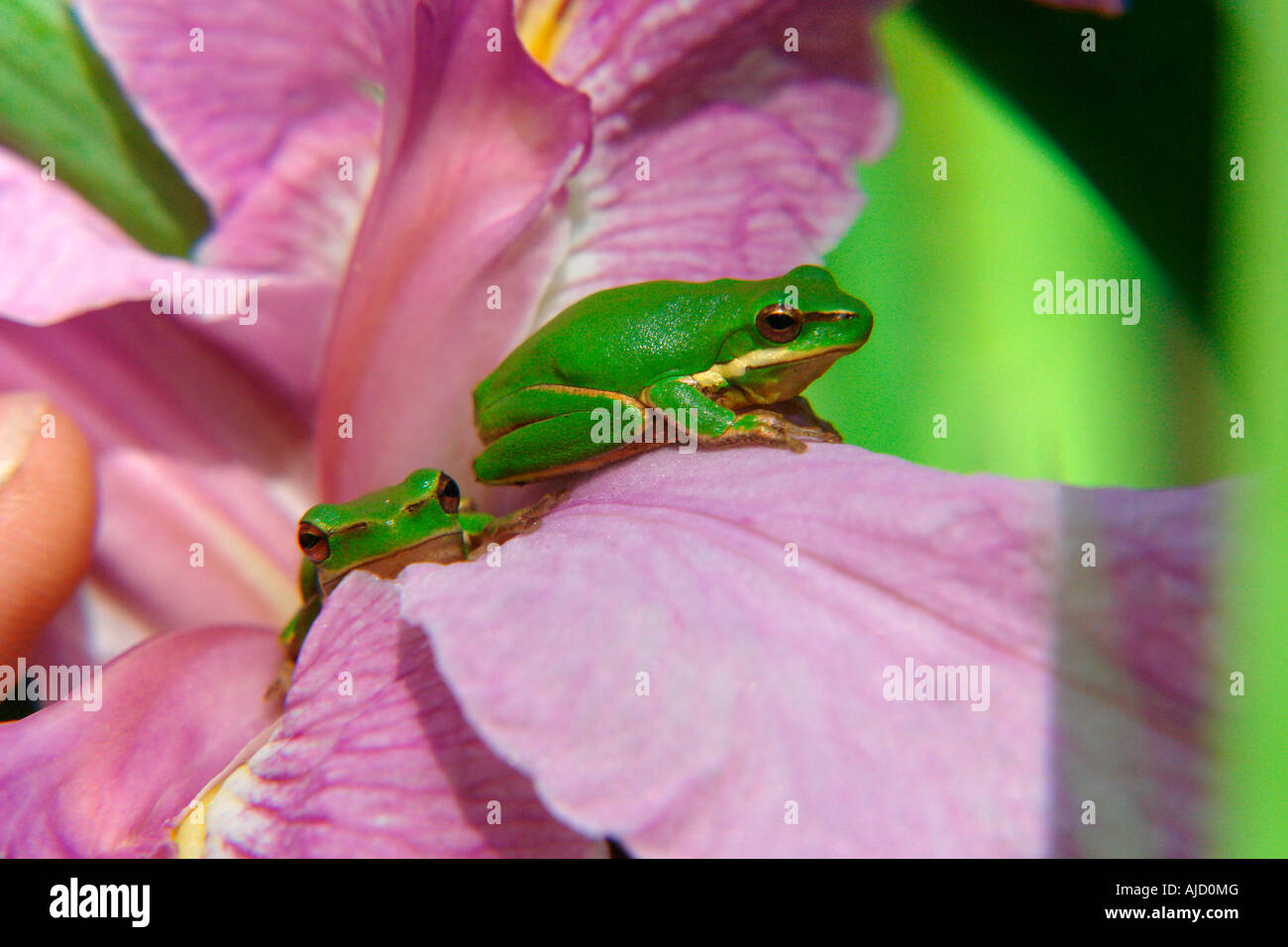 two eastern dwarf treefrogs sitting on a purple iris flower Stock Photo ...