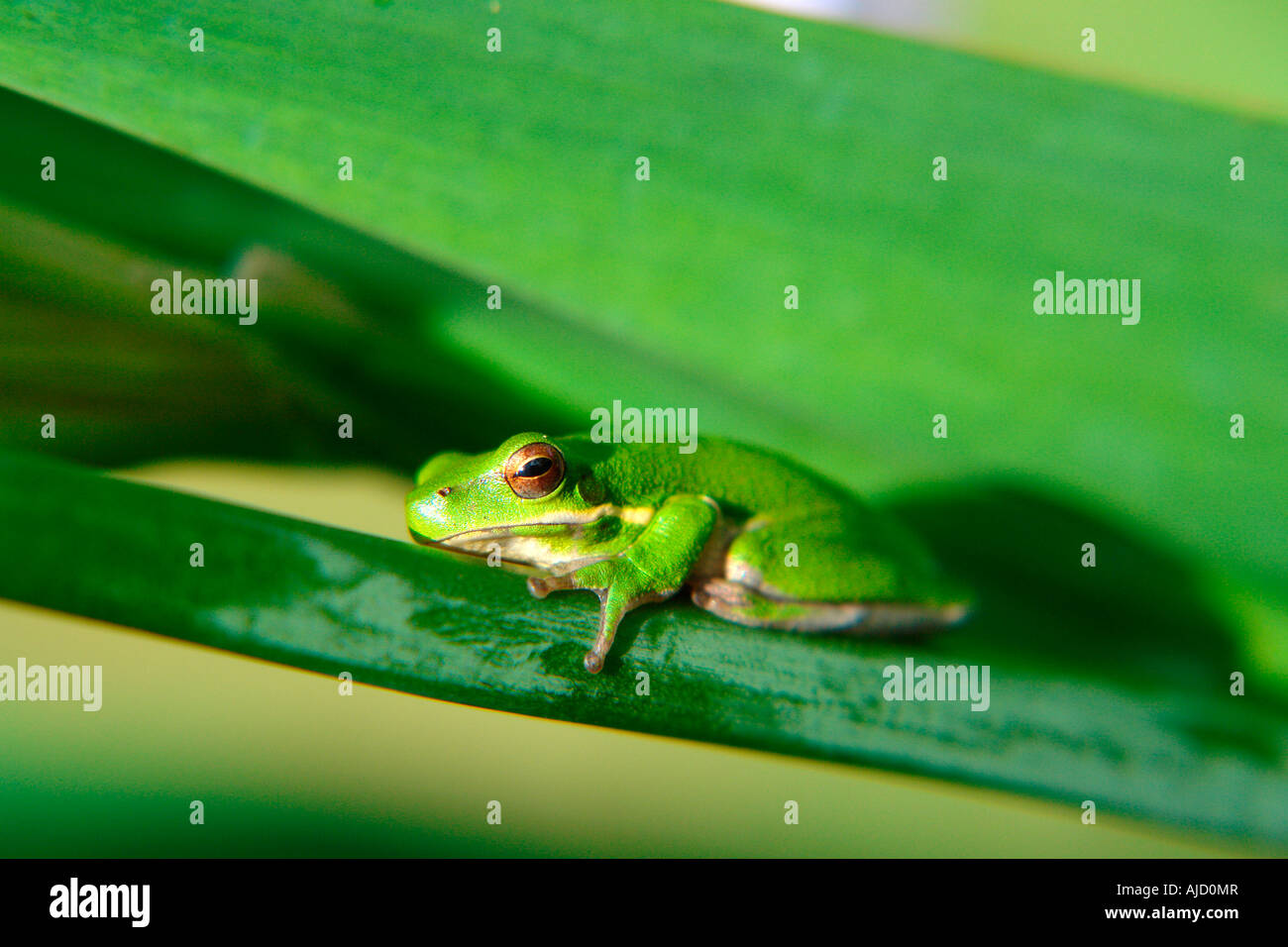 Eastern dwarf tree frog hi-res stock photography and images - Alamy