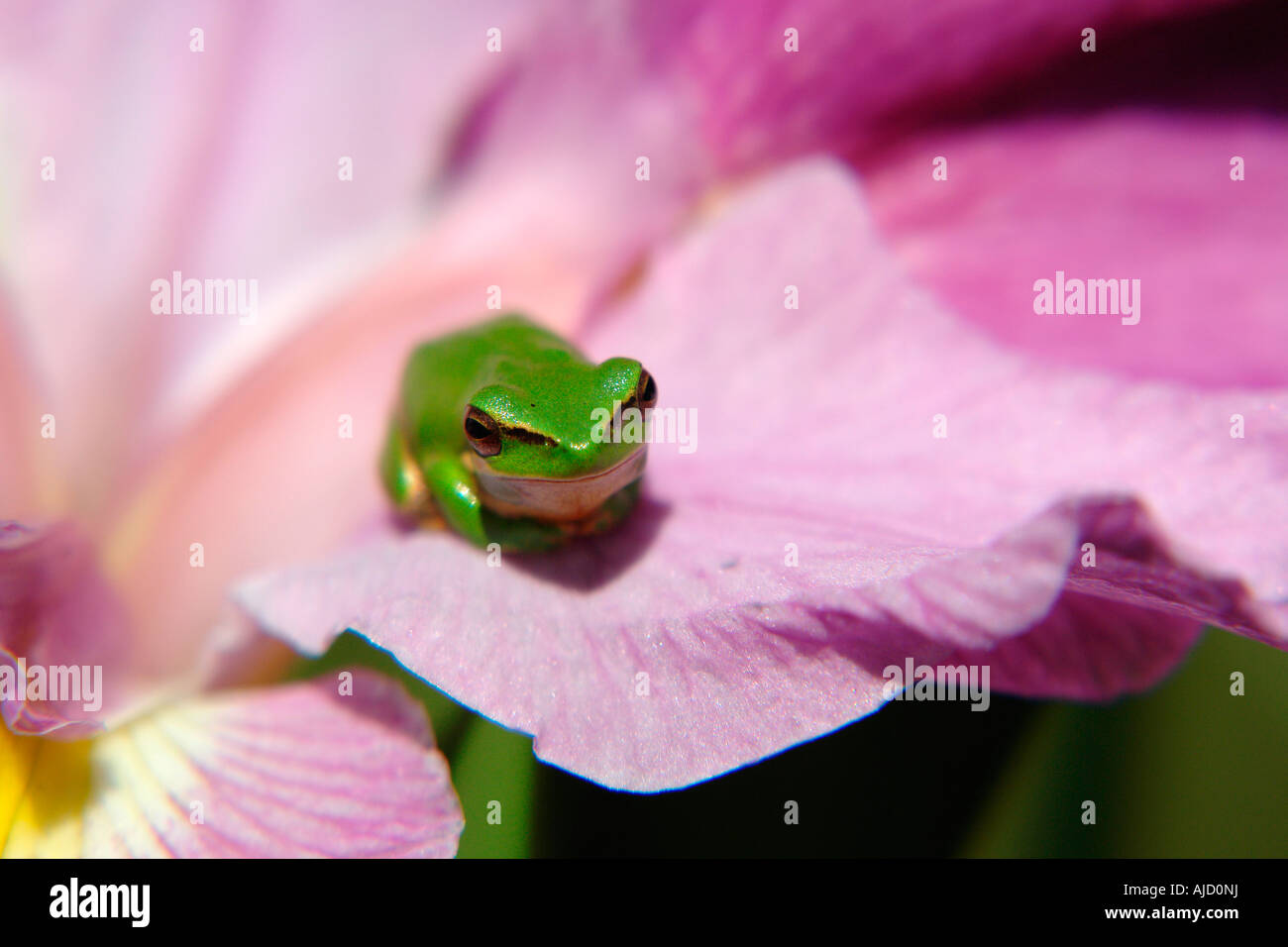 single eastern dwarf treefrog sitting on a purple iris flower Stock ...