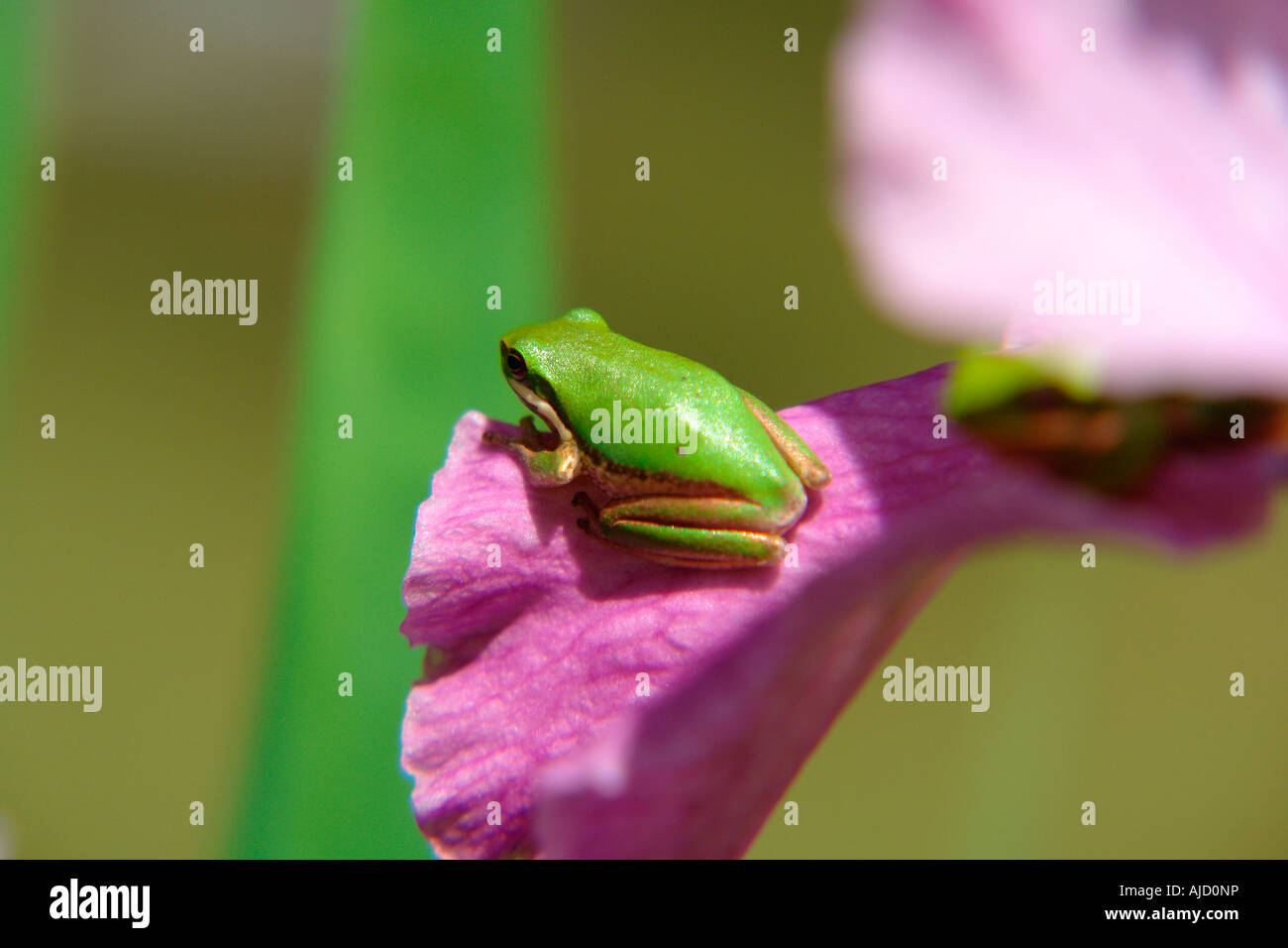 single eastern dwarf treefrog sitting on a purple iris flower Stock ...