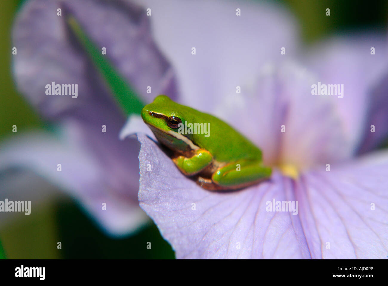 single eastern dwarf treefrog sitting on a purple iris flower Stock ...
