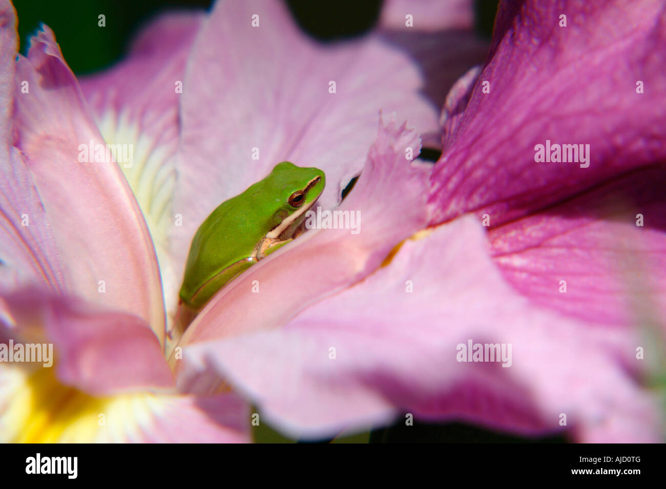 single eastern dwarf treefrog sitting on a purple iris flower Stock ...