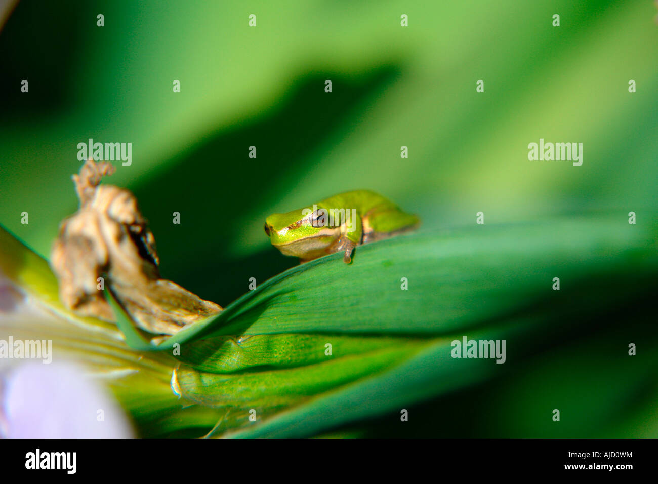single eastern dwarf tree frog sitting on an iris stem Stock Photo - Alamy
