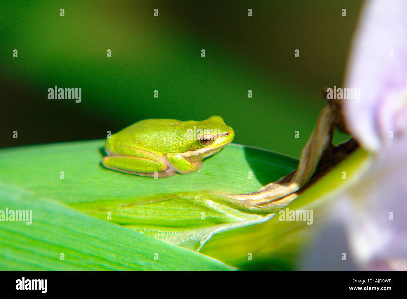 Eastern dwarf tree frog hi-res stock photography and images - Alamy