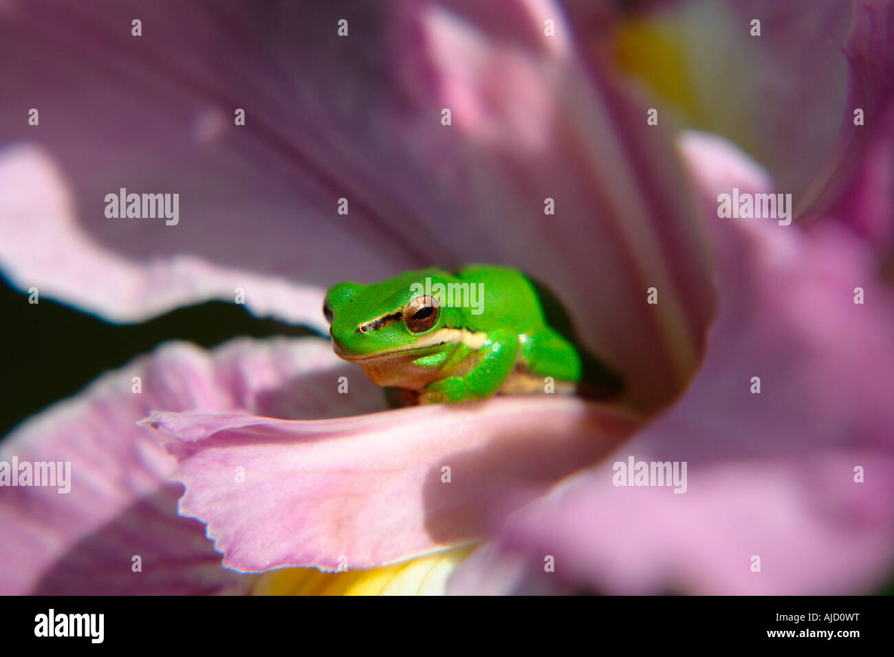 Eastern Dwarf Tree Frog High Resolution Stock Photography and Images ...