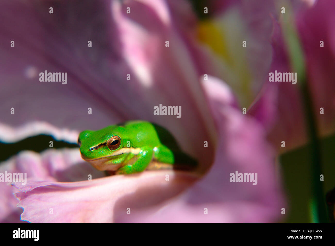 single eastern dwarf tree frog sitting on a purple iris flower Stock ...