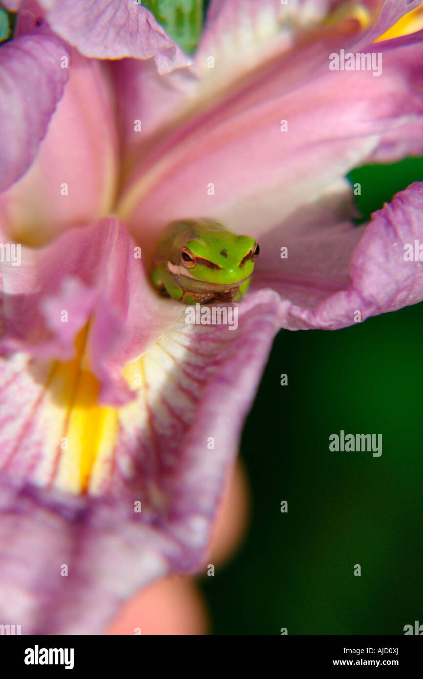 single eastern dwarf tree frog sitting on a purple iris flower Stock ...
