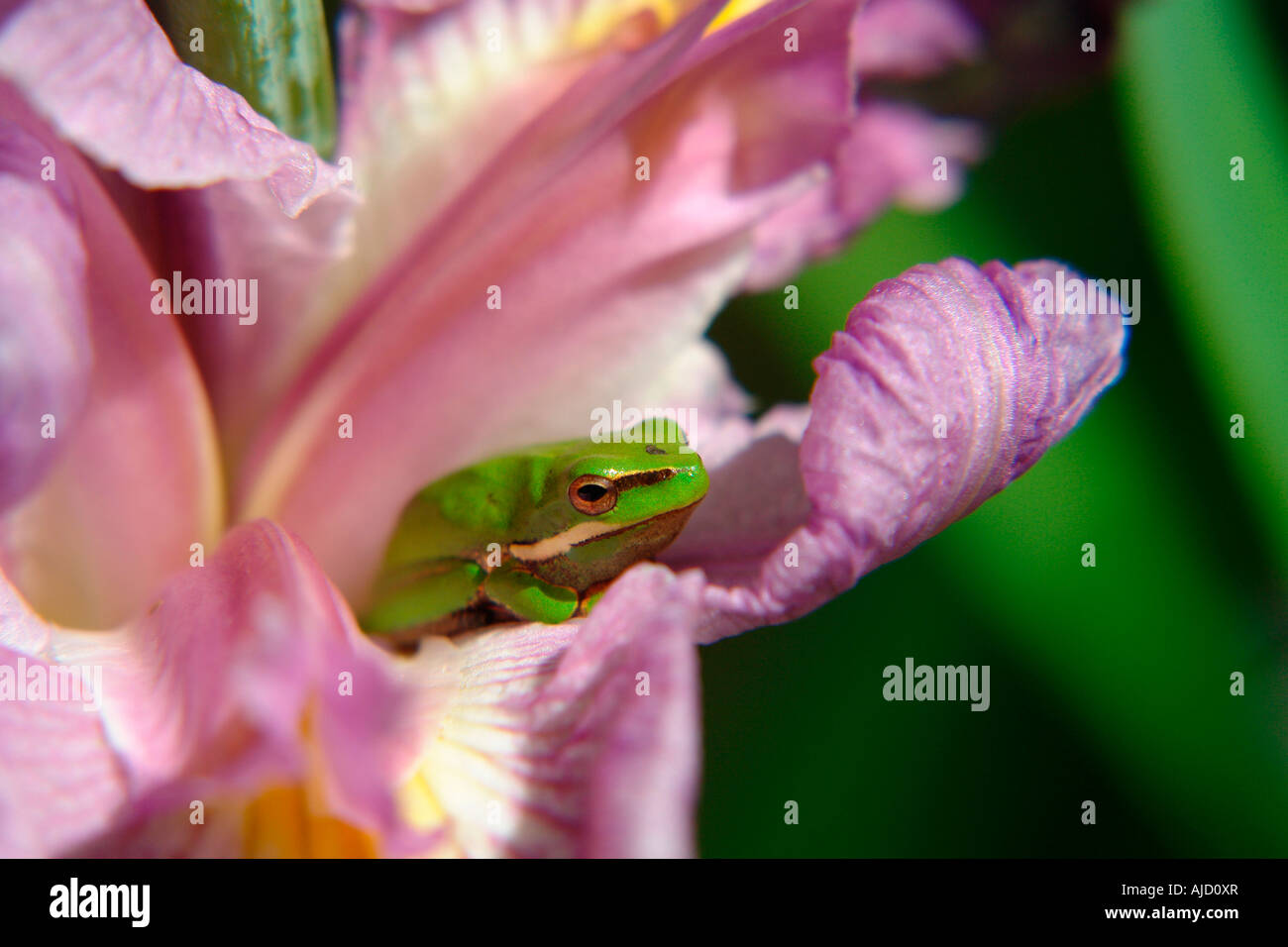single eastern dwarf tree frog sitting on a purple iris flower Stock ...